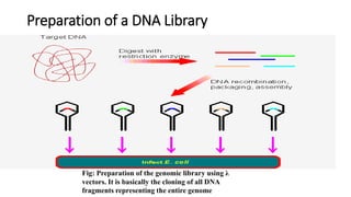 Genomic Library Screening