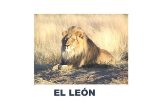 Libreto de vocabulario animales salvajes | PDF