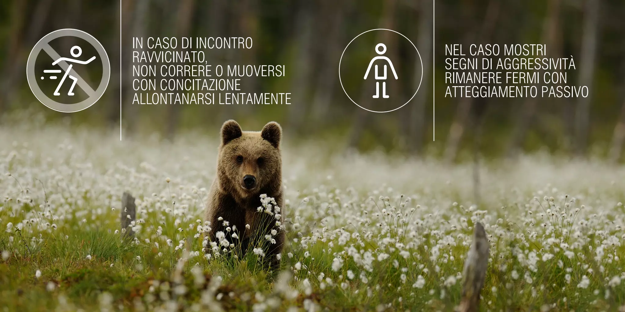 Orso. Alcune regole che è bene conoscere | PDF