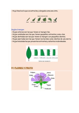 Las plantas | DOCX