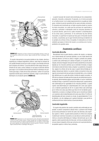 Libro de anatomia y fisiologia cardiaca | PDF