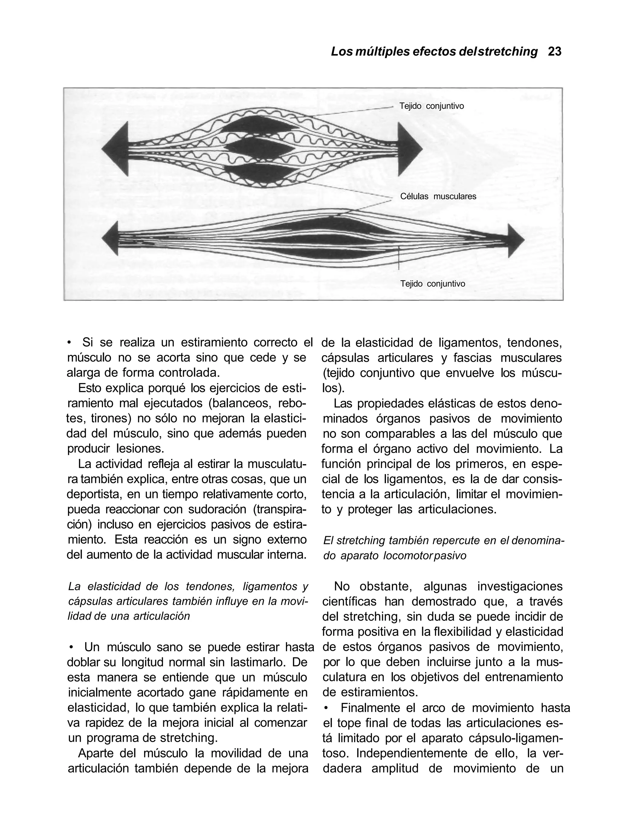 Libro estiramientos | PDF