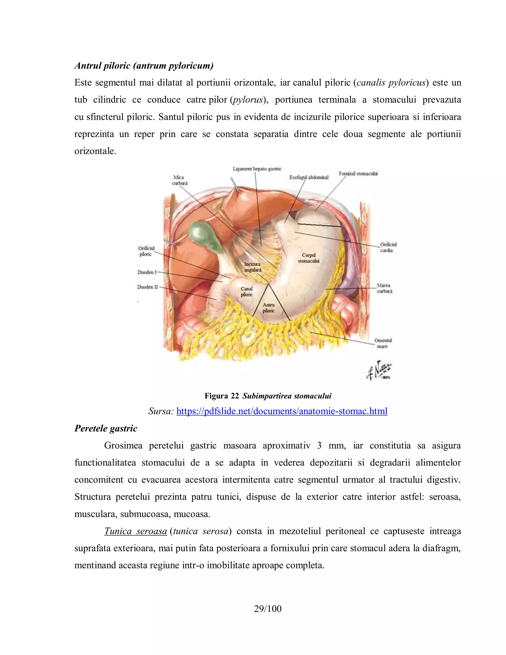 ROLUL ASISTENTULUI MEDICAL ȊN ȊNGRIJIREA PACIENTULUI CU ULCER GASTRO ...