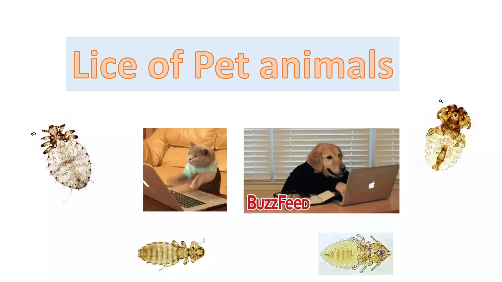 Lice of pet animals | PPTX