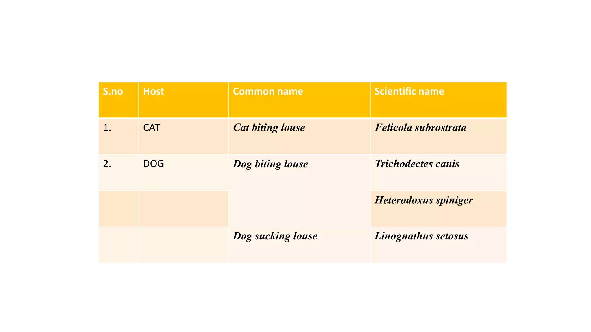 Lice of pet animals | PPTX