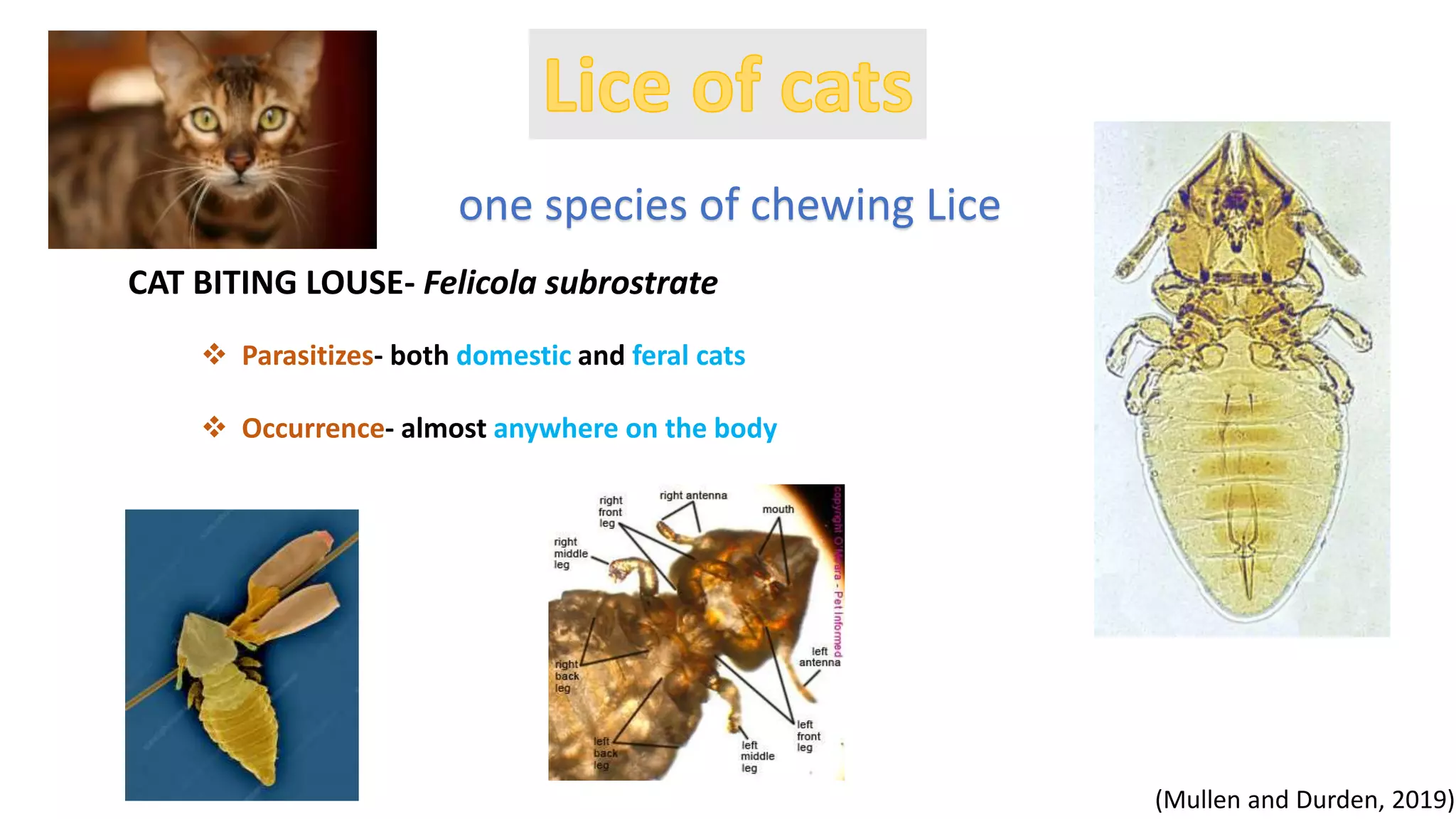 Lice of pet animals | PPTX