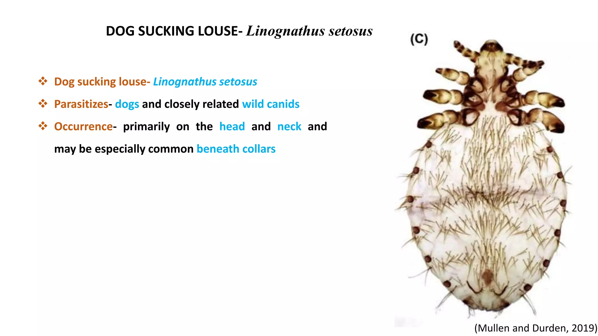 Lice of pet animals | PPTX