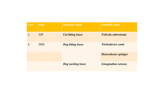 Lice of pet animals | PPTX