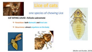 Lice of pet animals | PPTX