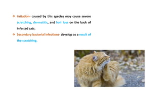 Lice of pet animals | PPTX