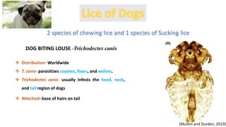 Lice of pet animals | PPTX