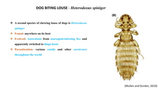 Lice of pet animals | PPTX