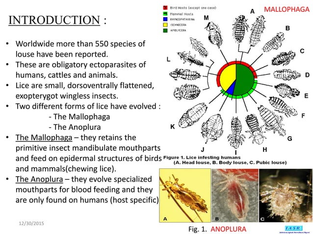 Lice | PPTX | Infectious Diseases | Diseases and Conditions