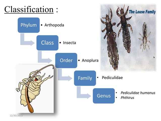 Lice | PPTX | Infectious Diseases | Diseases and Conditions