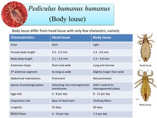 Body Lice Vs Head Lice