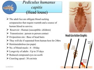 Pediculosis Capitis Life Cycle