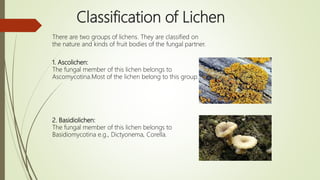 Lichen | PPT