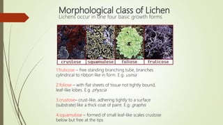 Lichen | PPT
