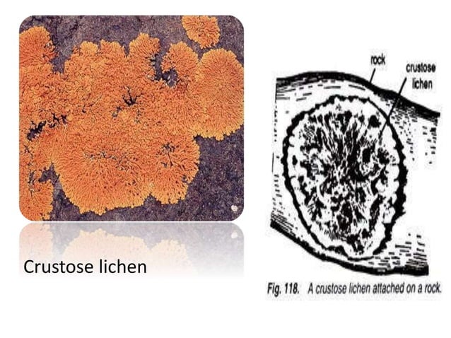 Lichenology | PPTX