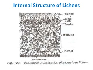 Lichens Structure