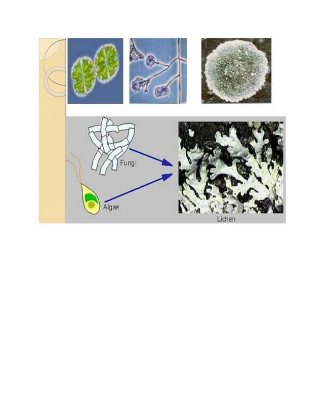 Lichen | DOCX | Biological Sciences | Science