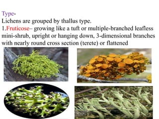 Lichen | PPTX