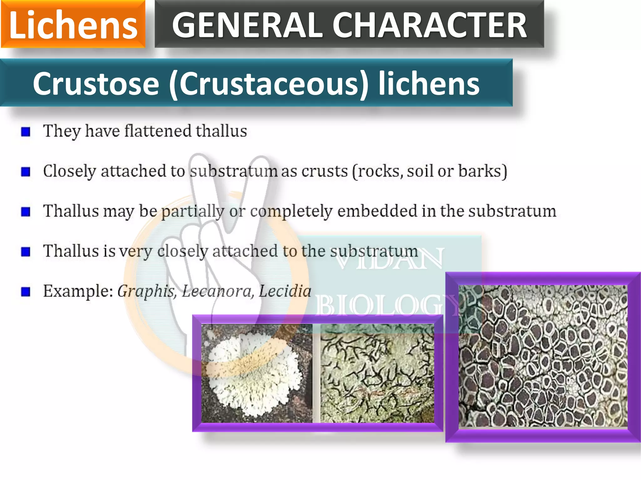 Lichens and its types | PDF