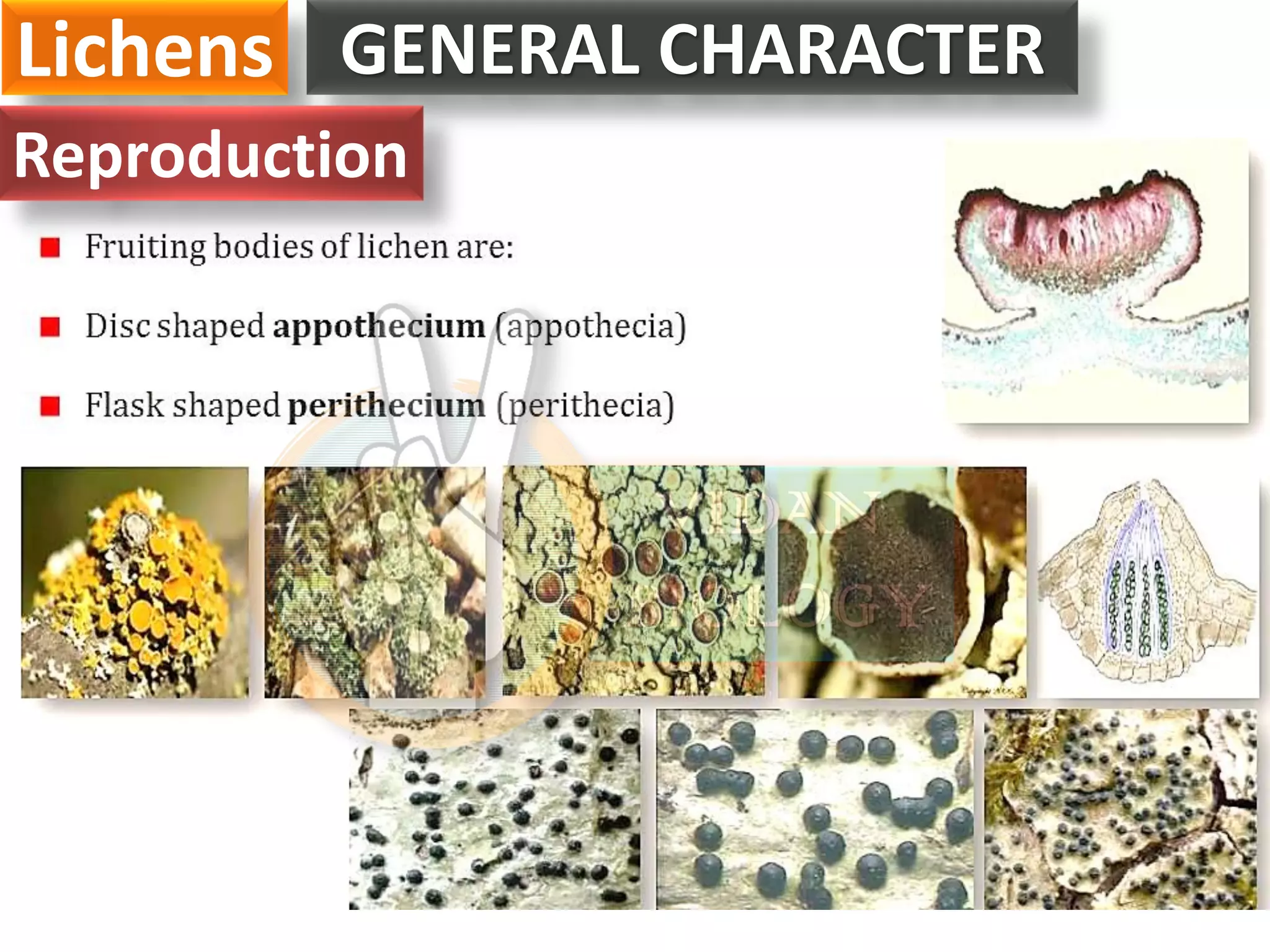 Lichens and its types | PDF