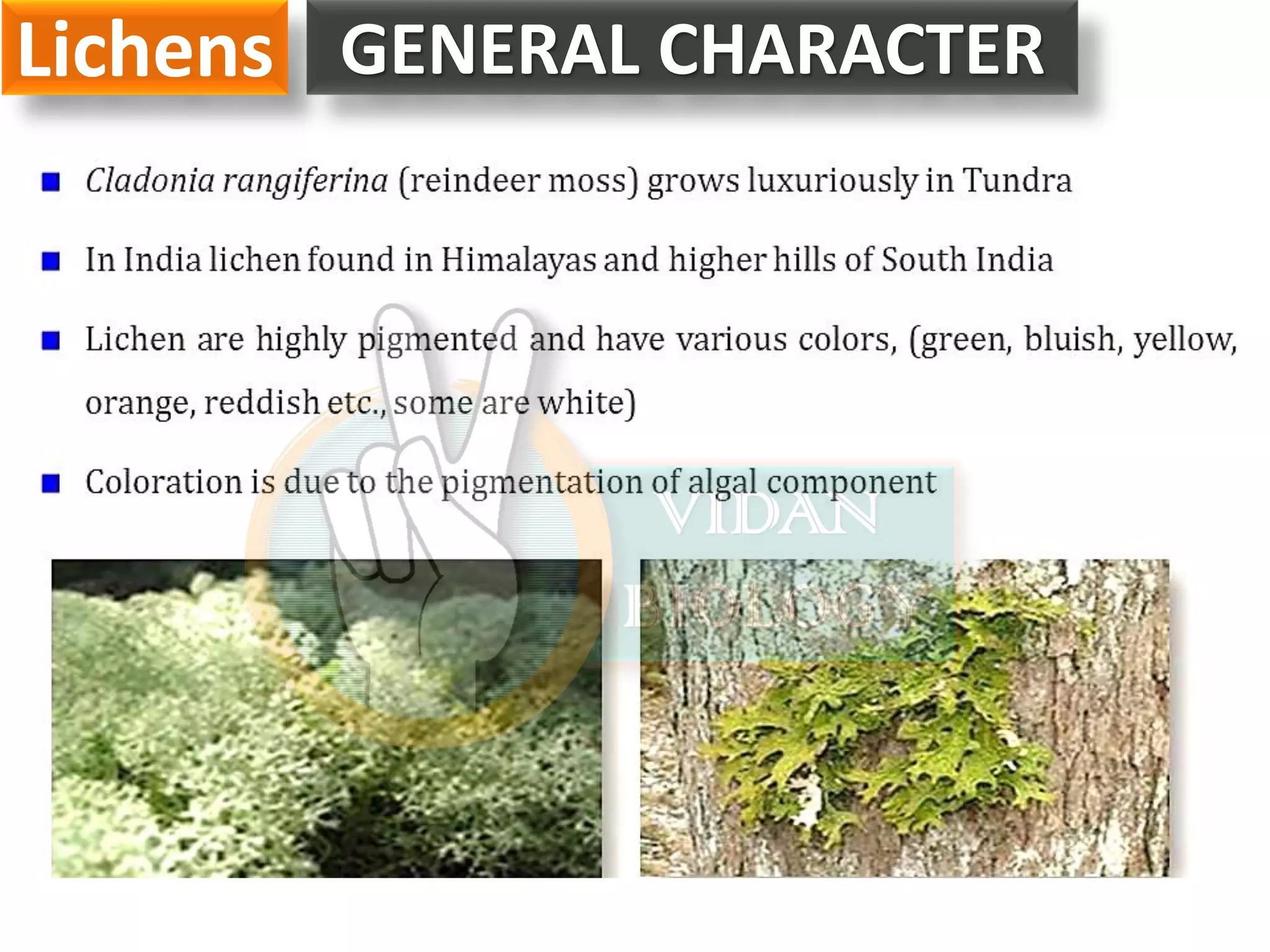 Lichens and its types | PDF