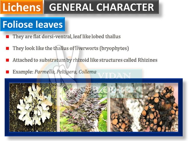 Lichens and its types | PDF