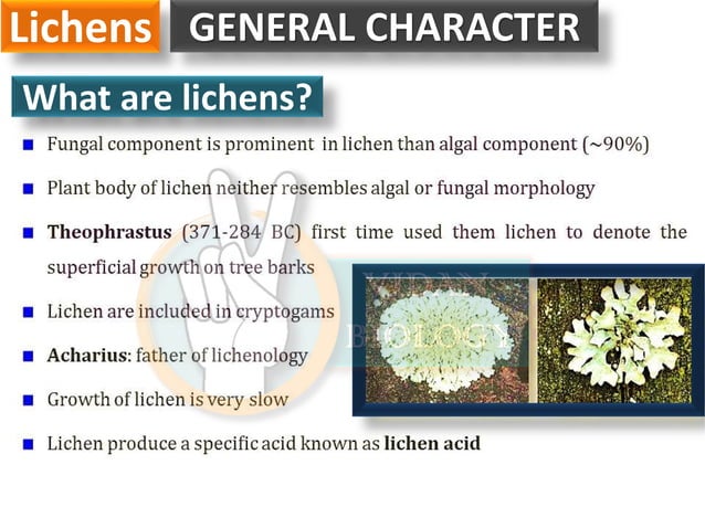 Lichens and its types | PDF