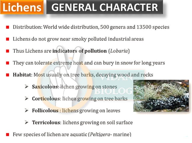 Lichens and its types | PDF