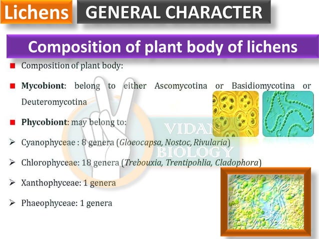 Lichens and its types | PDF