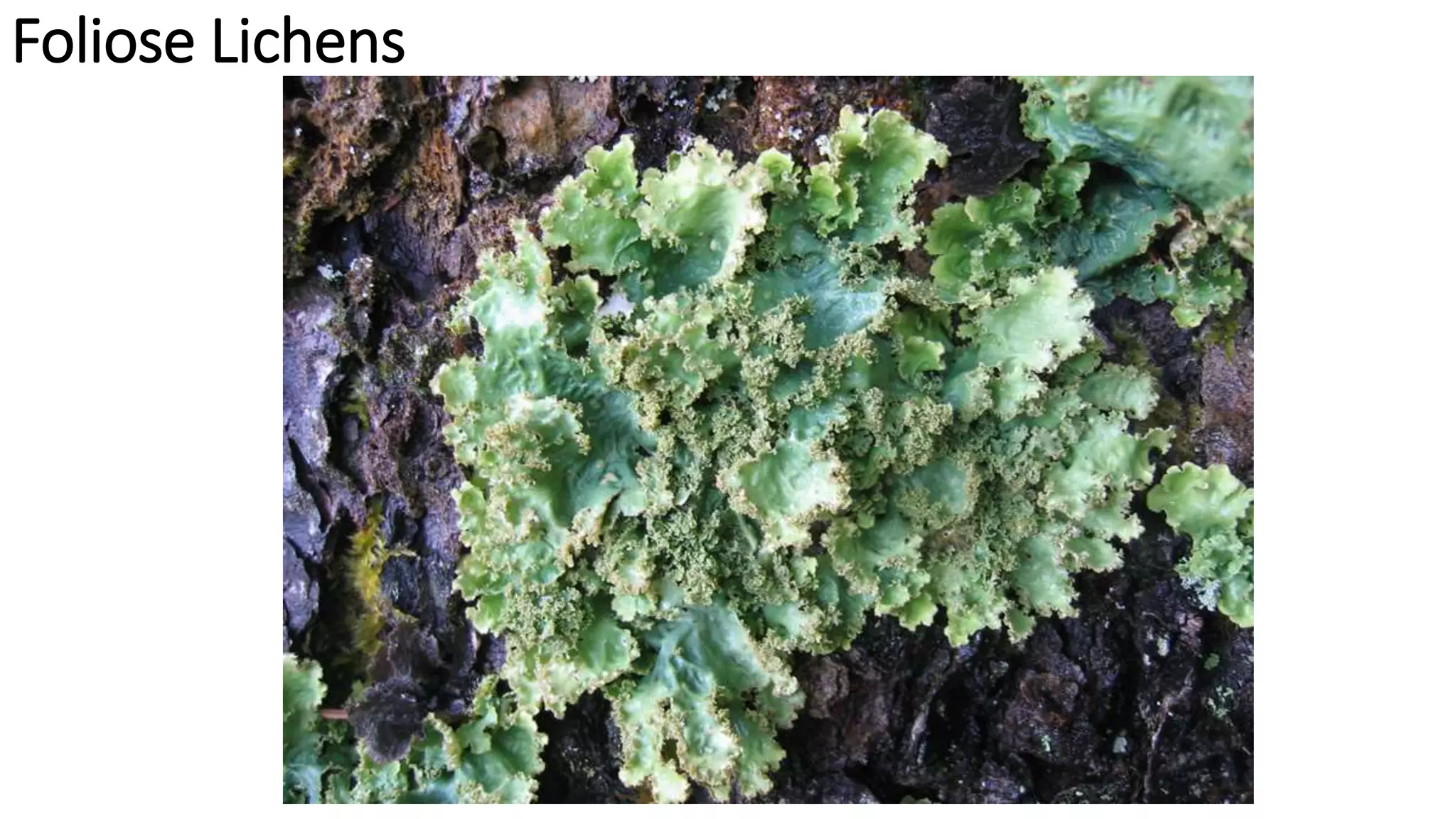 LICHEN.pptx