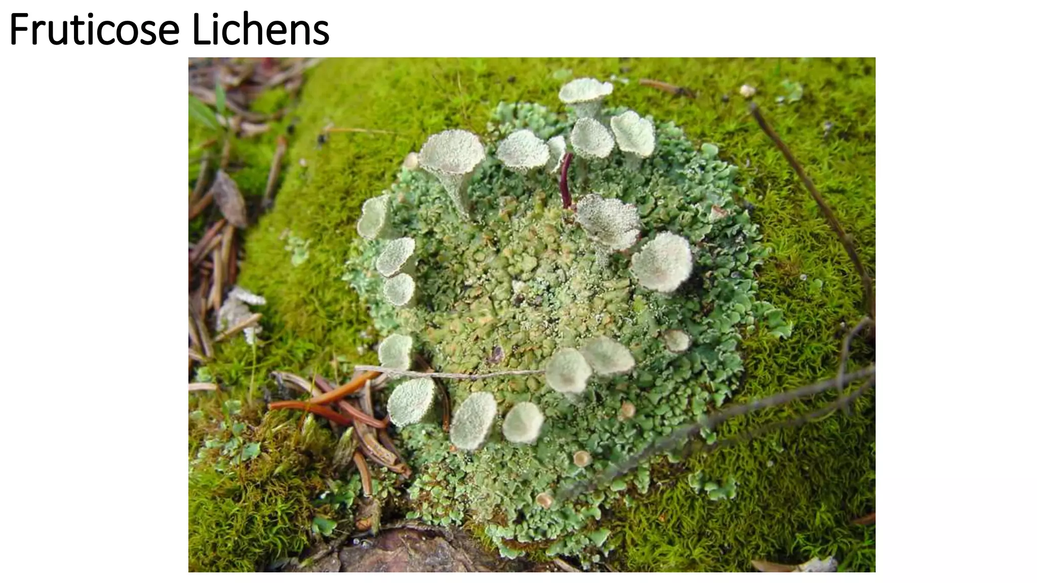LICHEN.pptx | Geography | Science