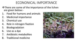 lichen (1).pptx