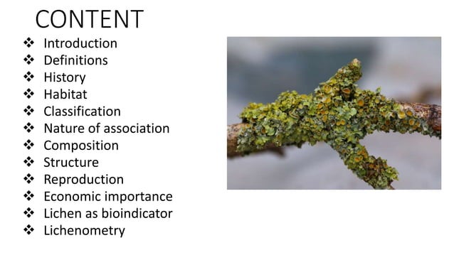 lichen (1).pptx
