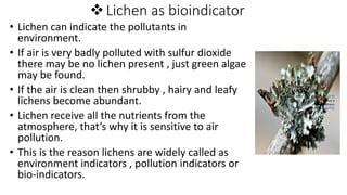 lichen (1).pptx