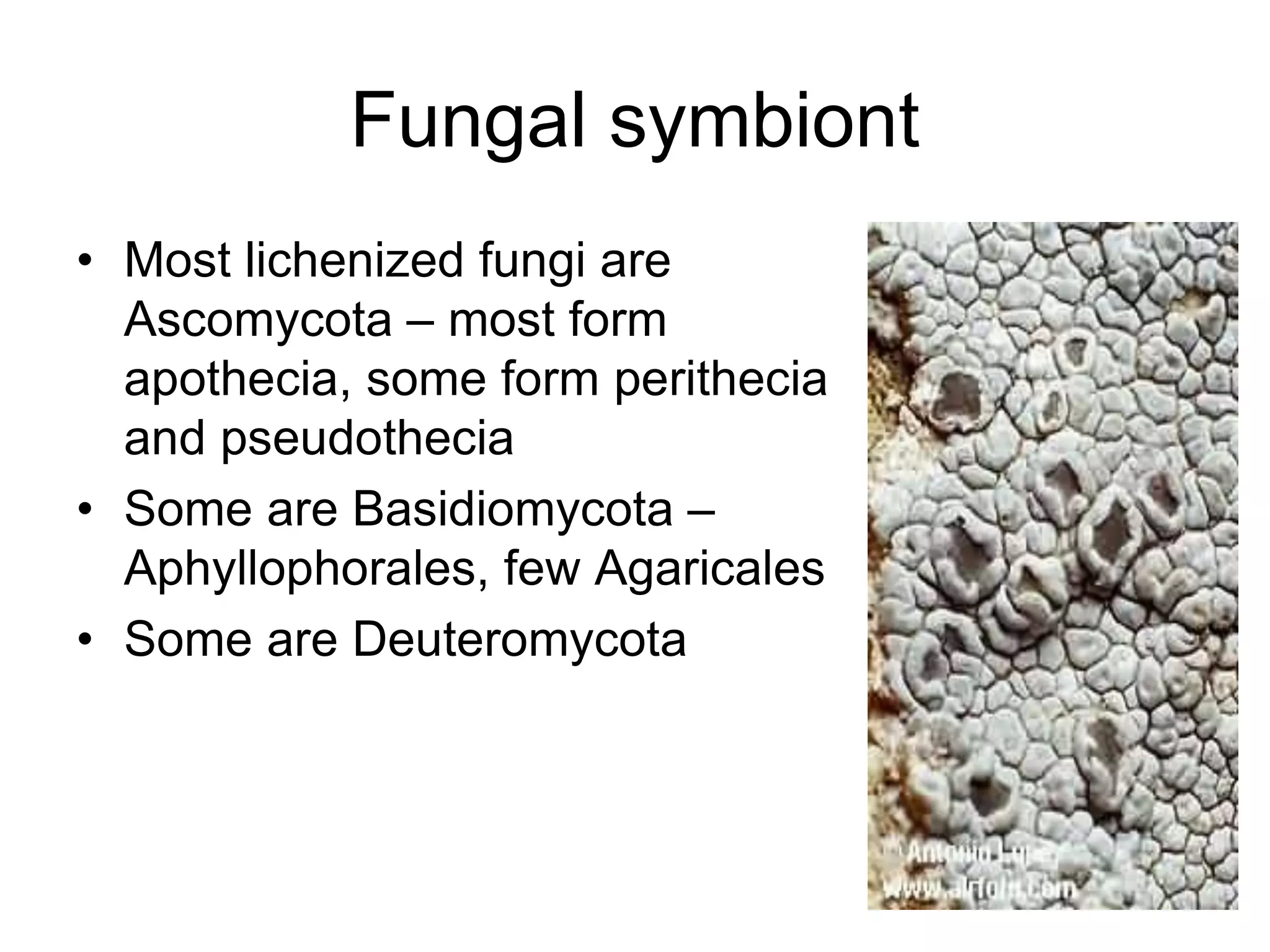 lichen1.ppt