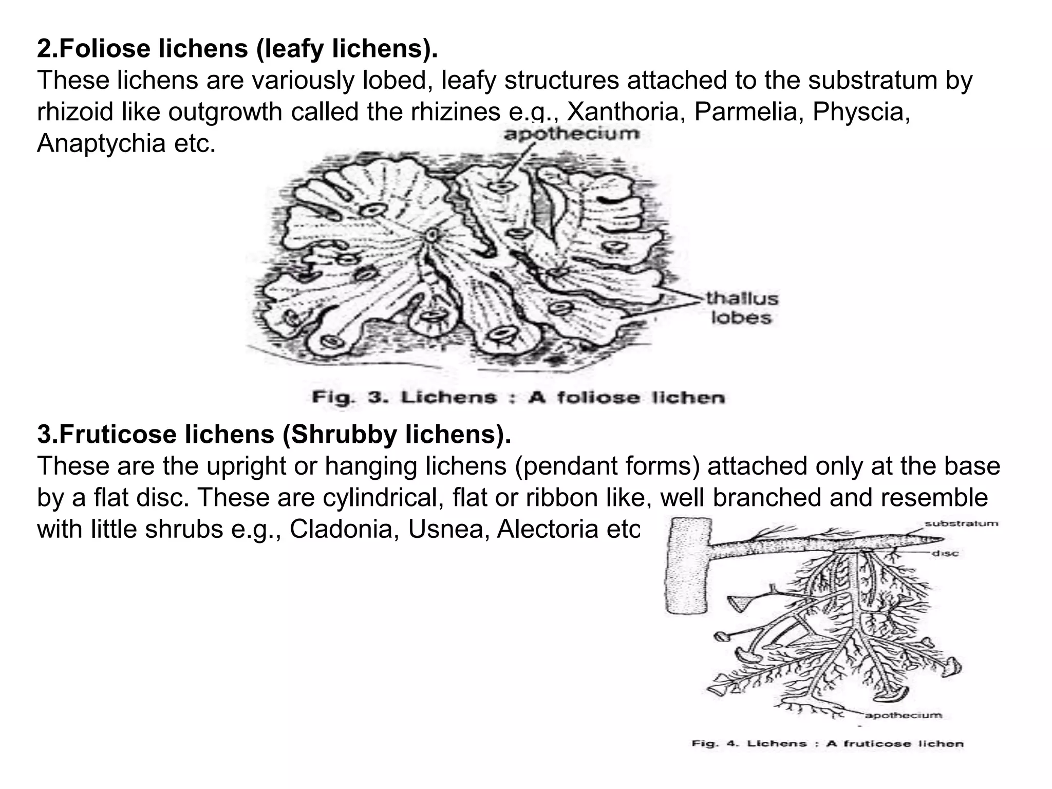 lichen1.ppt