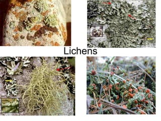 lichen1.ppt