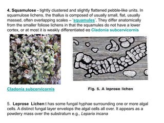 lichen1.ppt