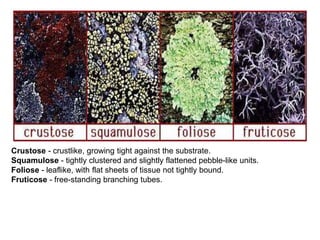 lichen1.ppt