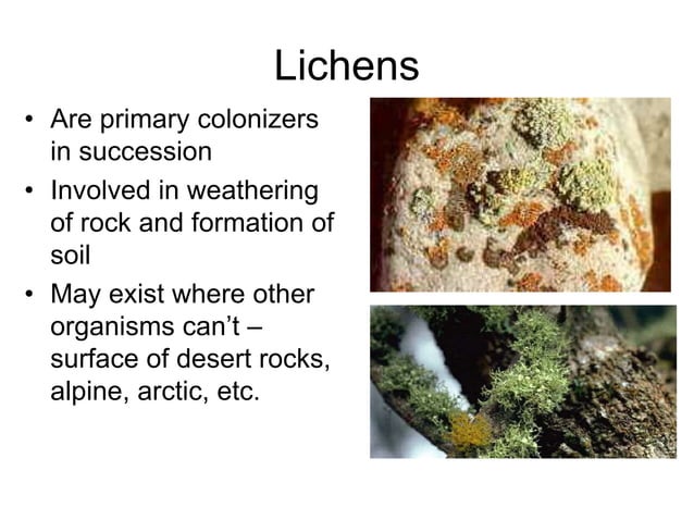 lichen1.ppt