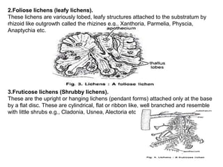 lichen1.ppt