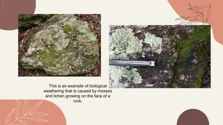 Lichen, Algae, and Decaying Plants [Autosaved].pptx