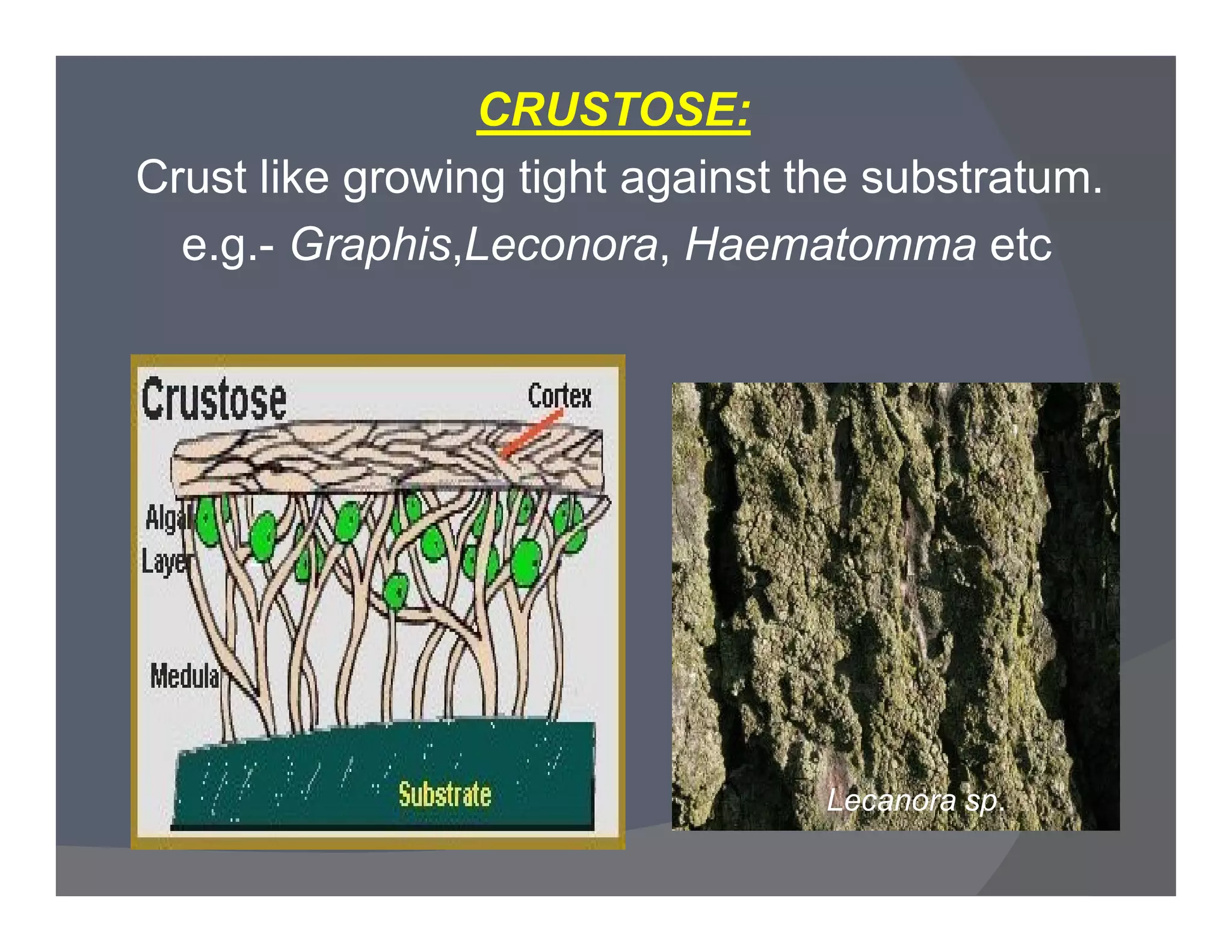 Lichen powerpoint presentation | PDF