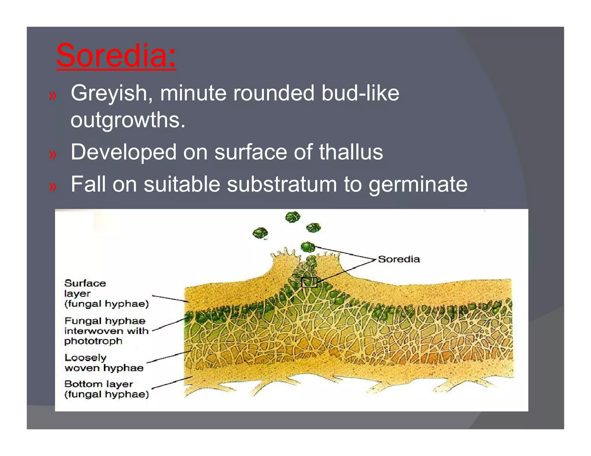 Lichen powerpoint presentation | PDF