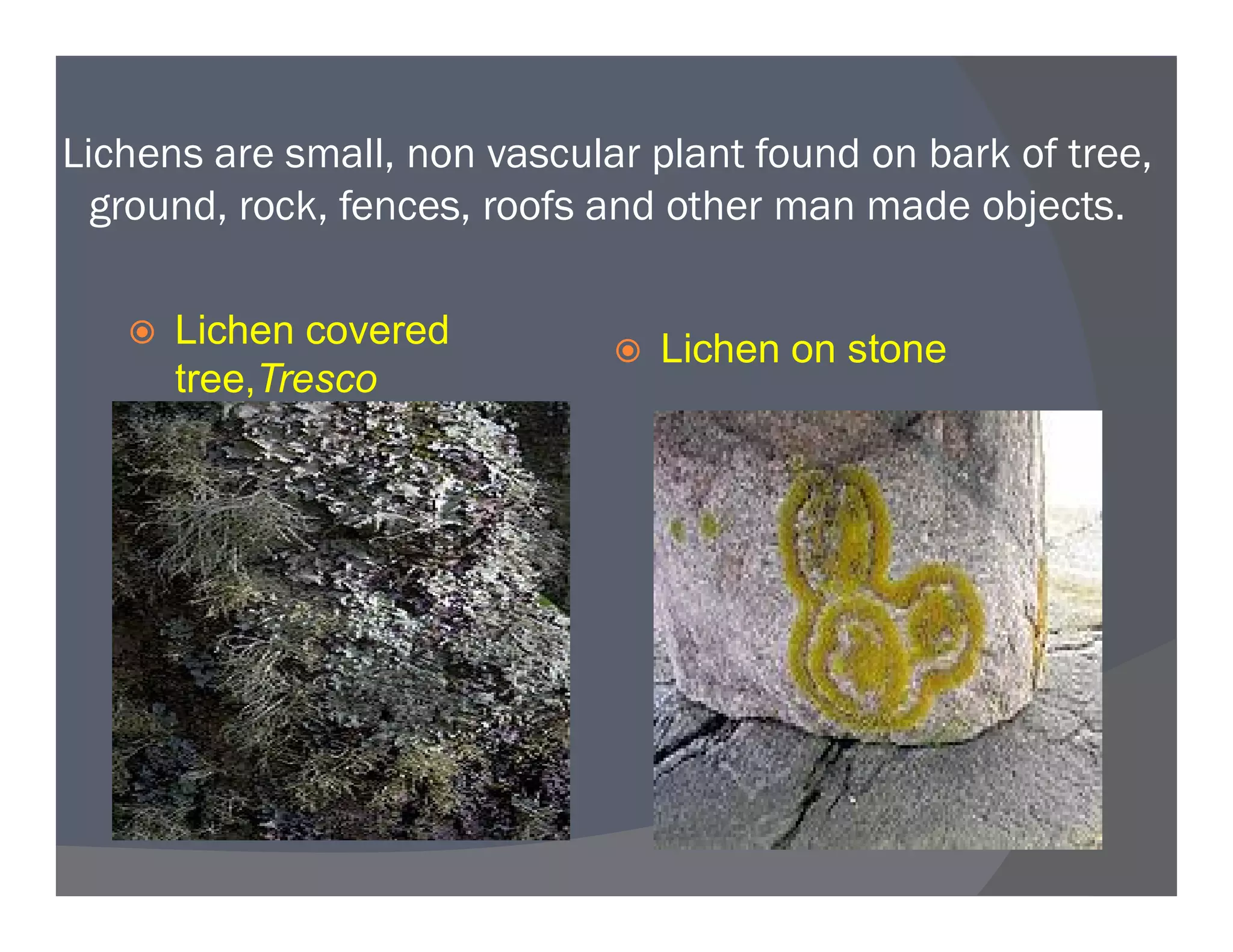 Lichen powerpoint presentation | PDF