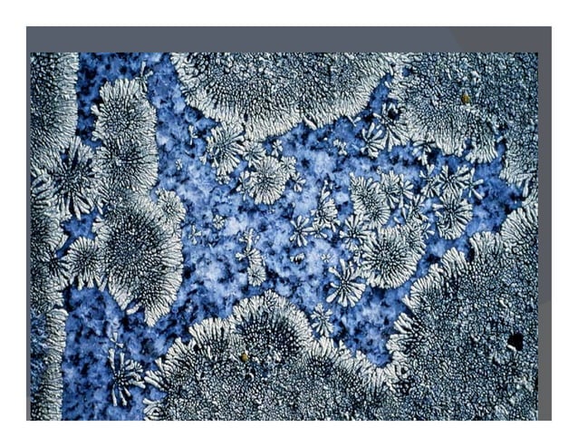 Lichen powerpoint presentation | PDF | Biological Sciences | Science